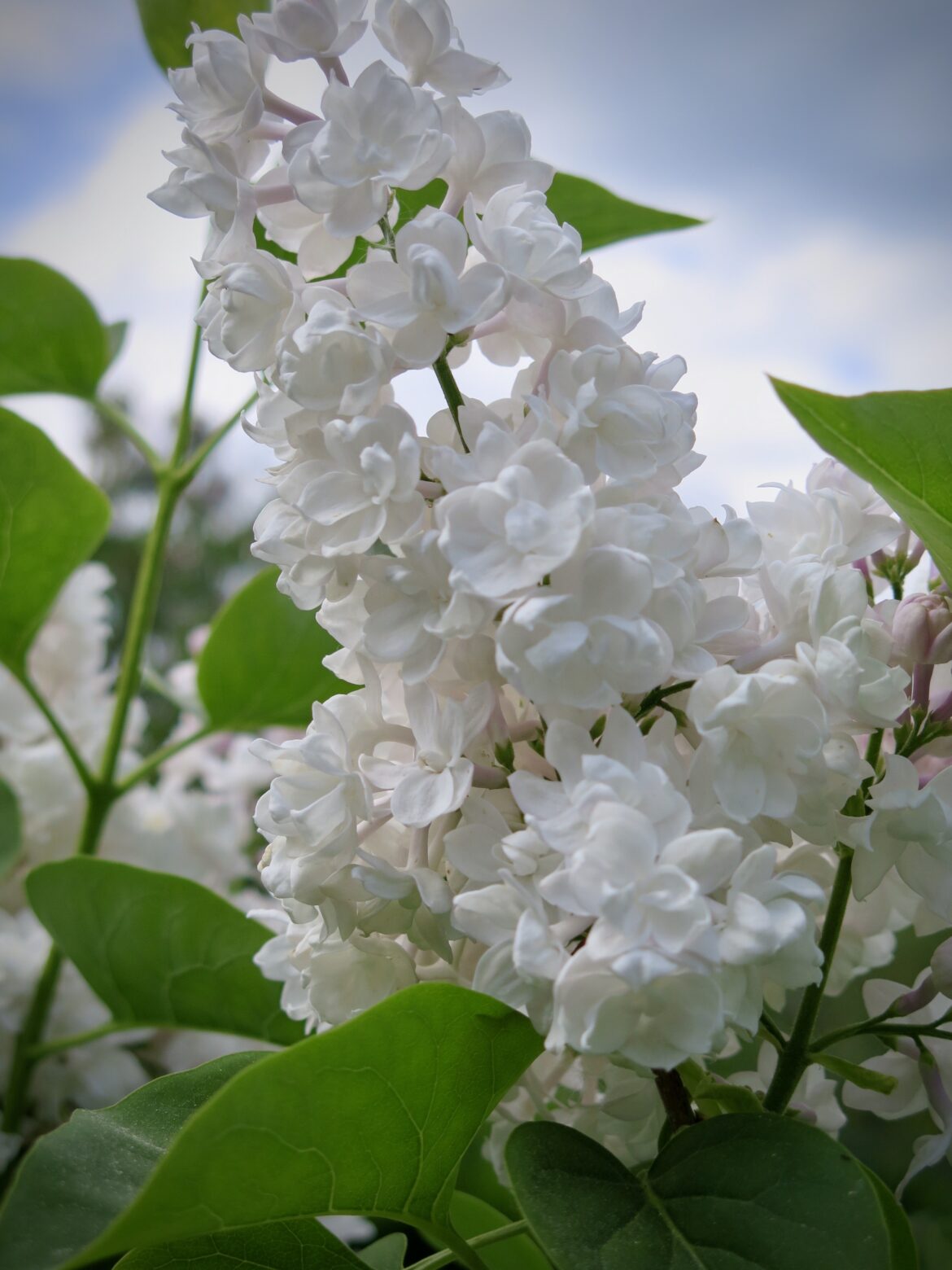 Syrener er skønne og blomstrer i haven med rigtig beskæring