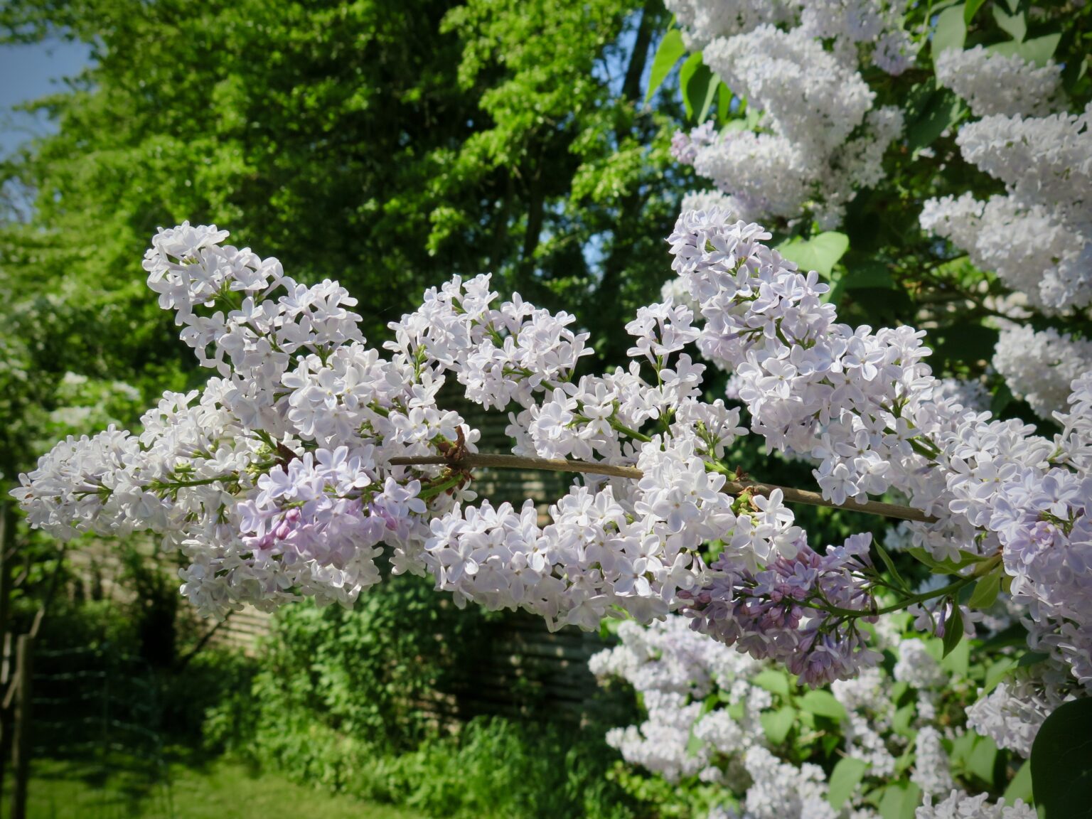Syrener er skønne og blomstrer i haven med rigtig beskæring