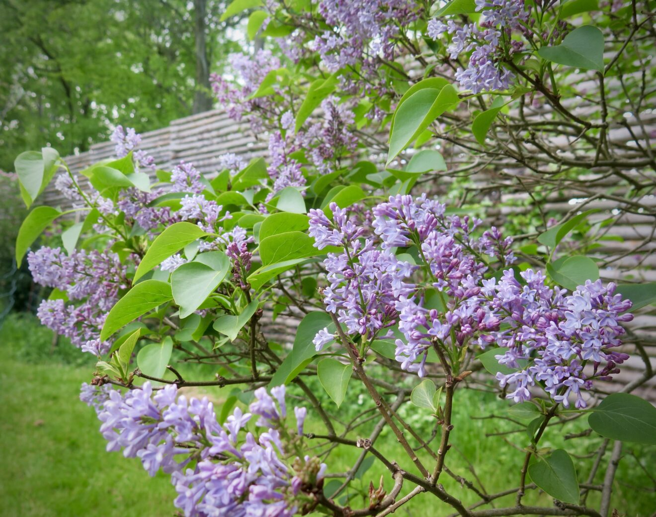 Syrener er skønne og blomstrer i haven med rigtig beskæring
