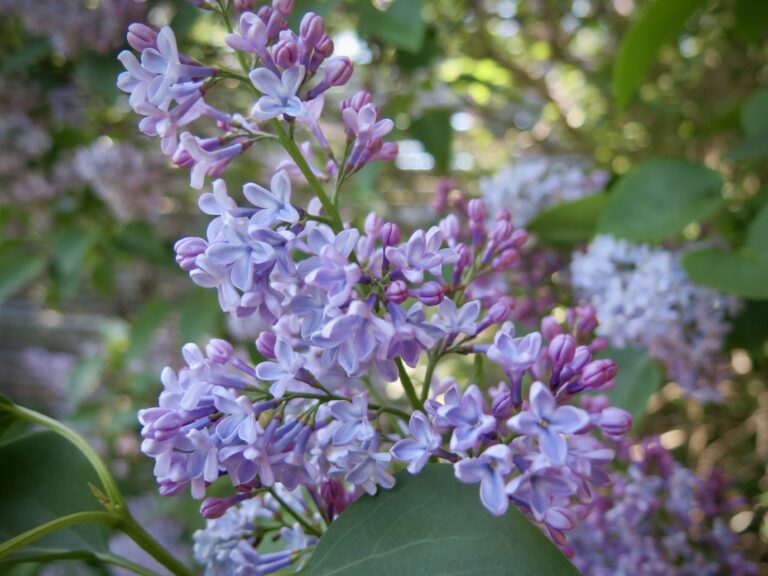 Syrener er skønne og blomstrer i haven med rigtig beskæring