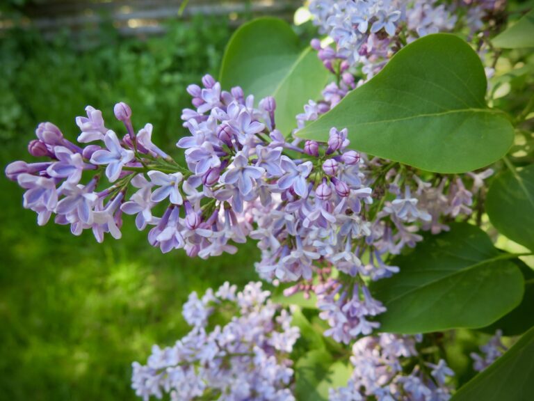 Syrener er skønne og blomstrer i haven med rigtig beskæring