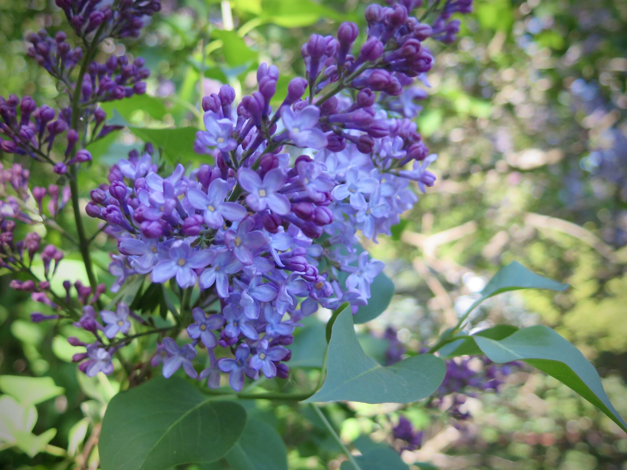 Syrener er skønne og blomstrer i haven med rigtig beskæring