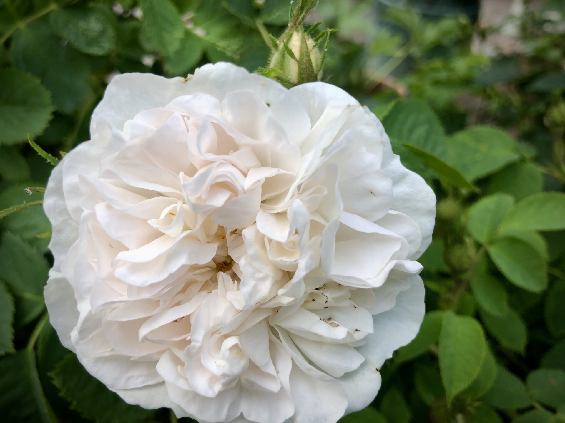 sommerstemning med historiske roser, albaroser, buskroser, haveroser