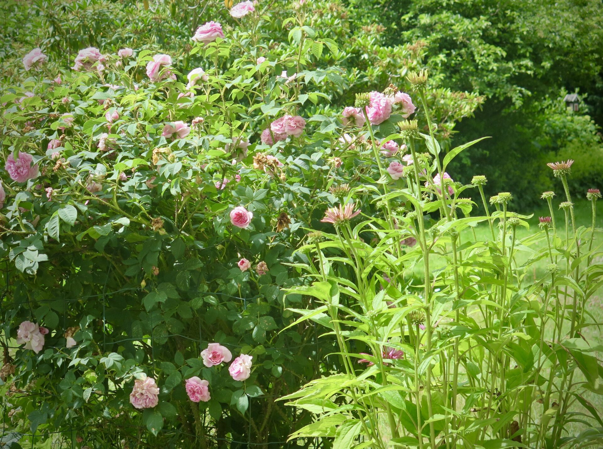 sommerstemning med historiske roser, albaroser, buskroser, haveroser
