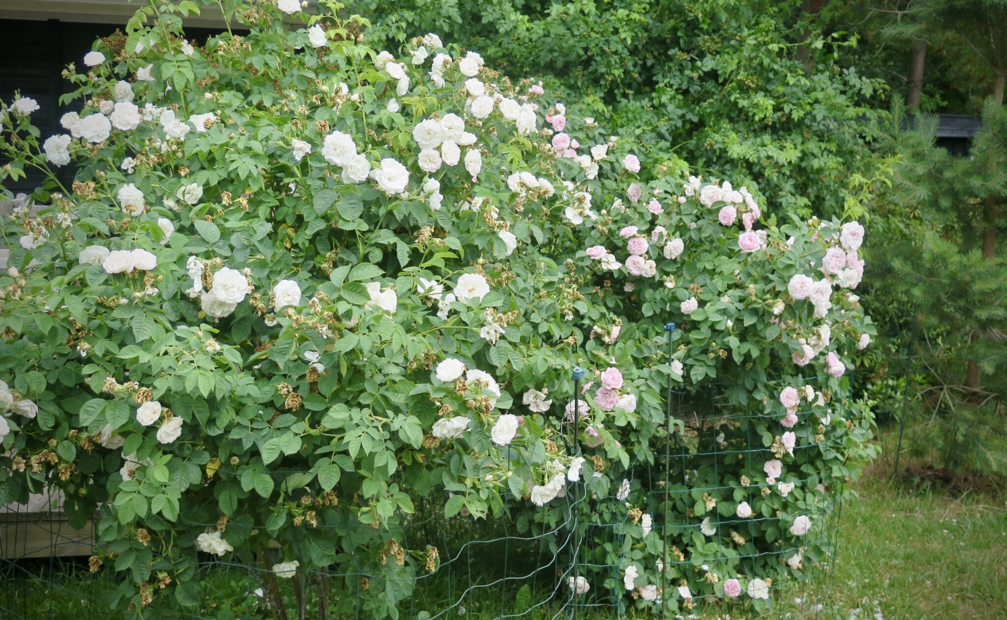 sommerstemning med historiske roser, albaroser, buskroser, haveroser