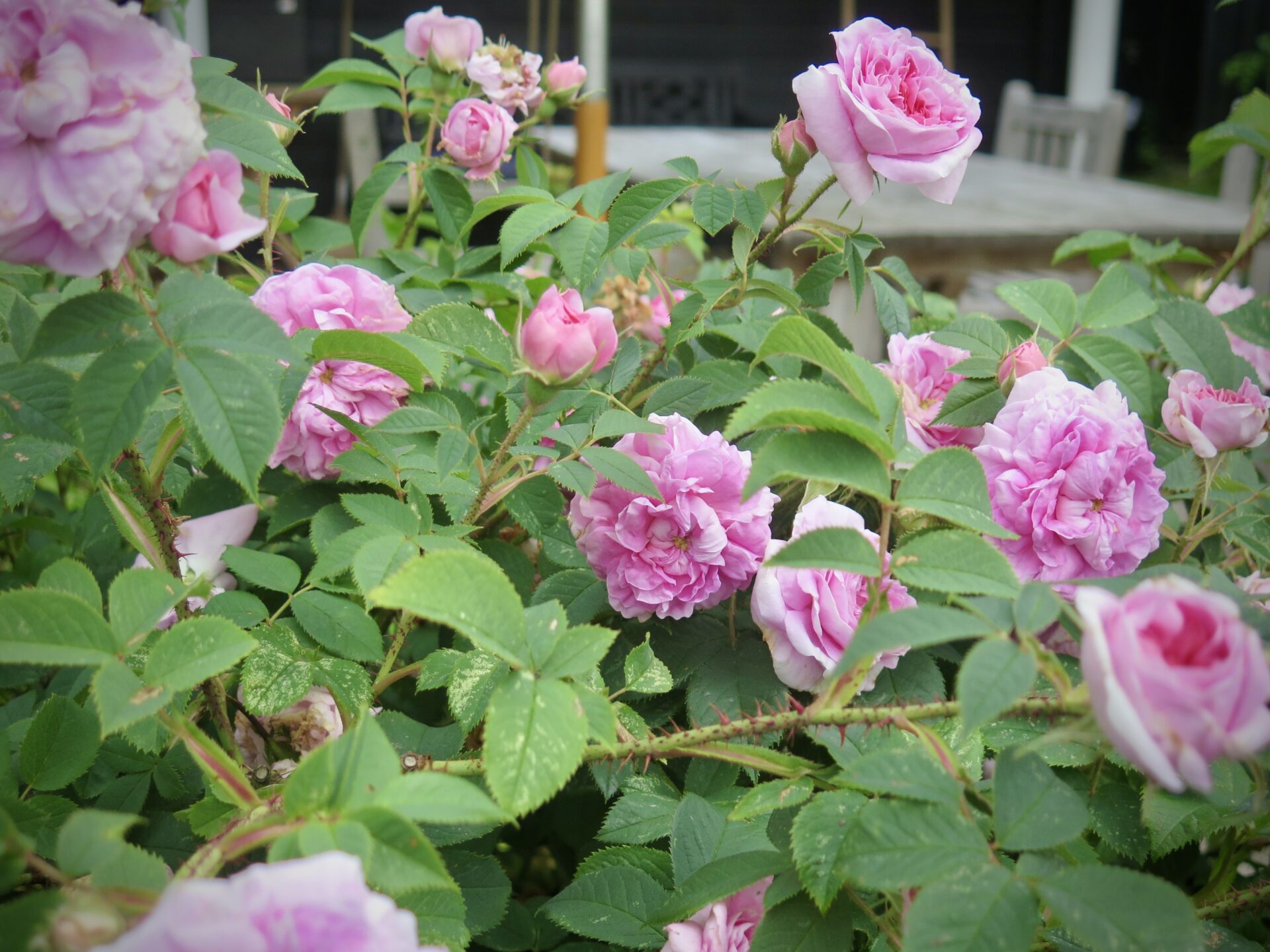 sommerstemning med historiske roser, albaroser, buskroser, haveroser
