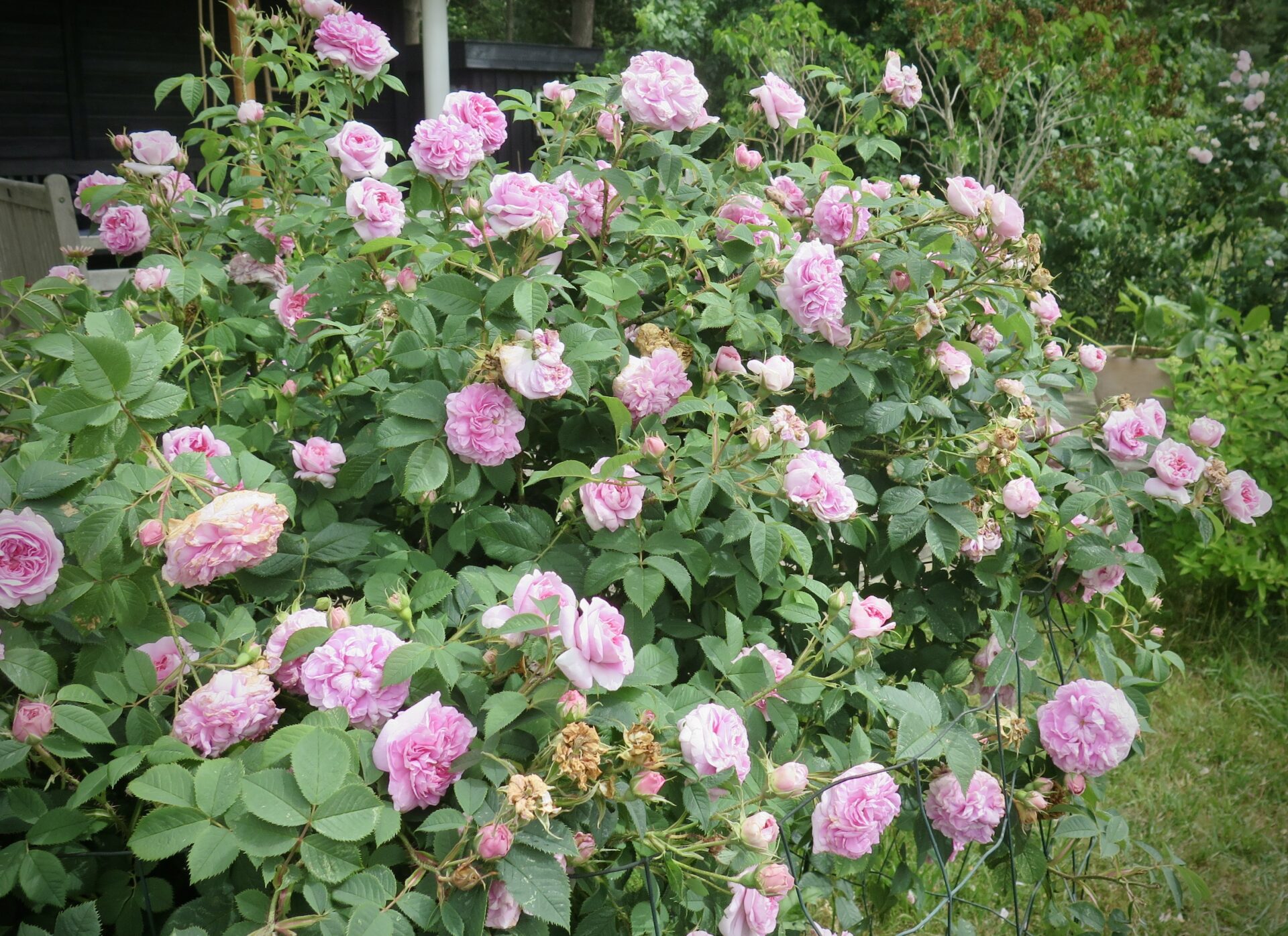 sommerstemning med historiske roser, albaroser, buskroser, haveroser