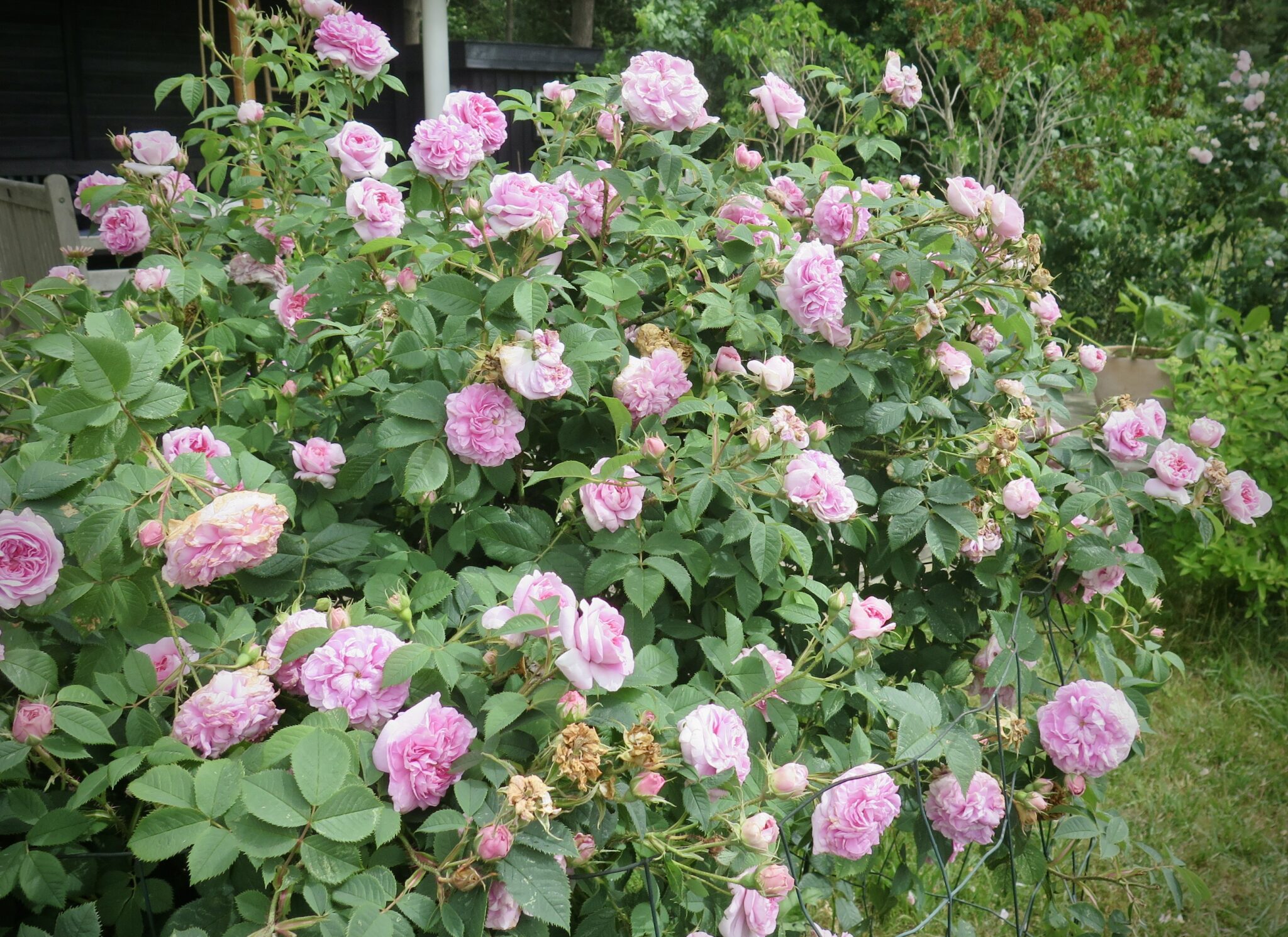 sommerstemning med historiske roser, albaroser, buskroser, haveroser