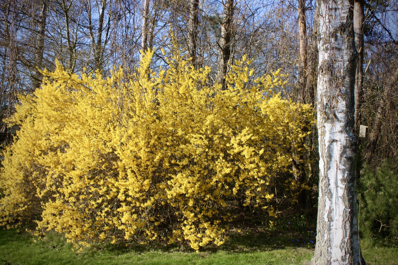 Tidligt blomstrende buske kirsebærkornel og forsythia