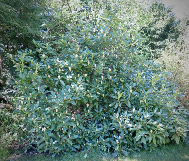 Stedsegrønne buske og træer